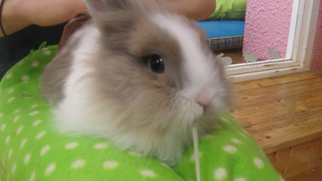 クラウドソーシングによる使いやすさ｜x アツシ x｜coconalaブログ